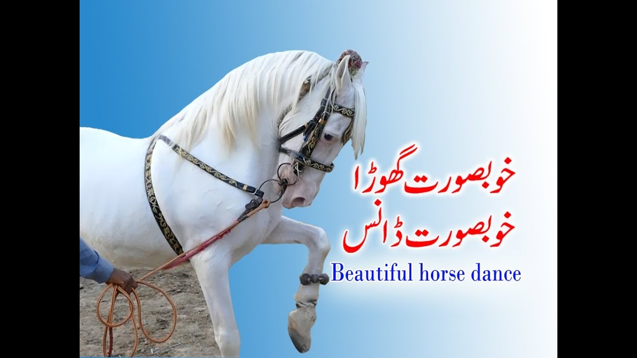 Best horse dance in pakistan No.19 - YouTube