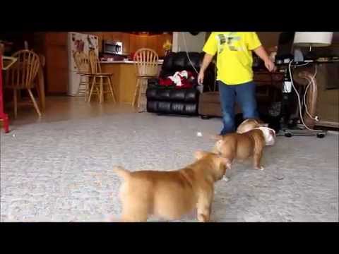 buffdogs Keeper pups 33 - YouTube