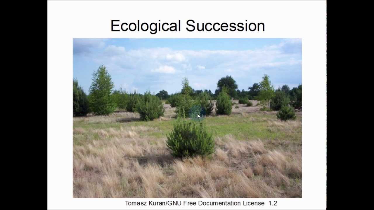 Science Tutorial: Ecological Succession - YouTube