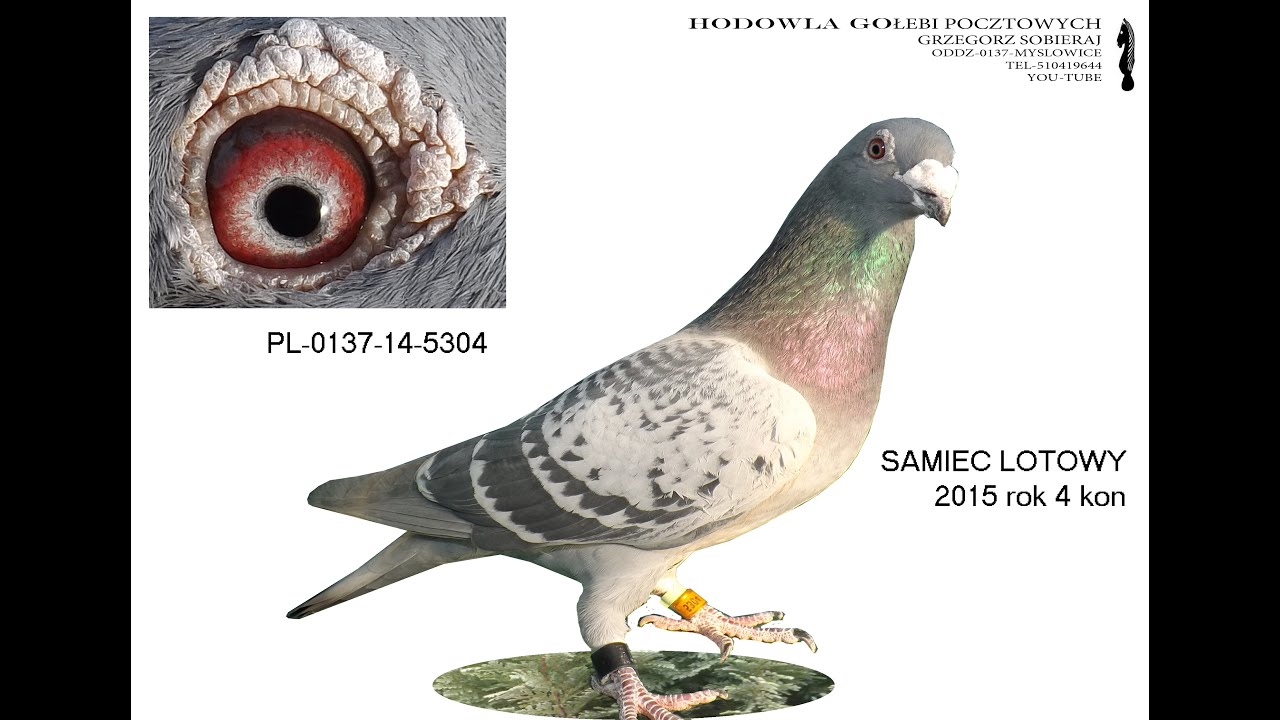 golebie pocztowe grzegorz sobieraj lot nr 2 Wroclaw 3 5 2016 176 km 47 ...