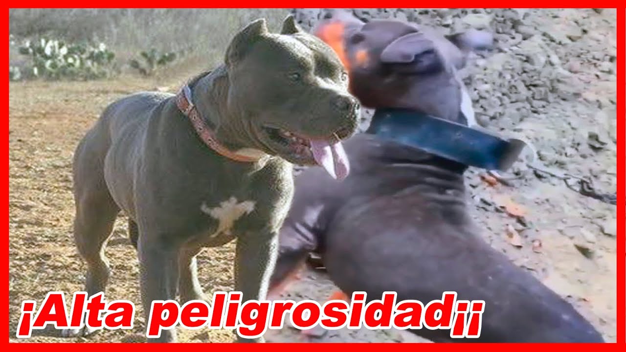 Esto SUCEDE al cruzar un PITBULL con ROTTWEILER – MASTÍN americano ...