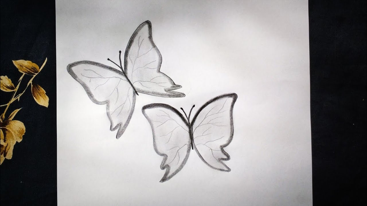 How to draw two butterfly || simple drawing || step by step - YouTube