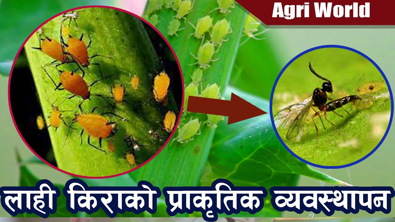 लाहि किराको प्राकृतिक व्यवस्थापन बिधी | Biological Control of Aphid ...