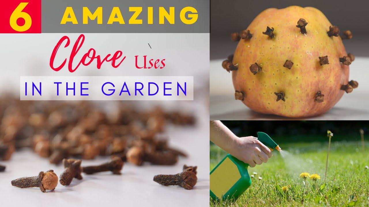 6 Amazing Clove Uses In The Garden - YouTube