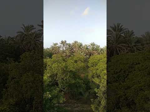 India village. Chiku tree and kharek date. 😇🤣😍😘🥰 - YouTube