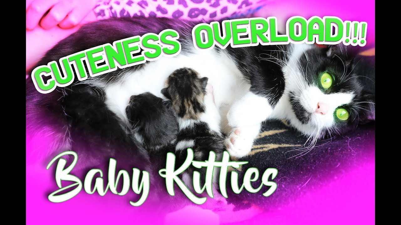 1 Day Old ADORABLE Baby Kittens and Mom - YouTube