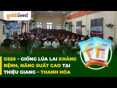GS55 – GIỐNG LÚA LAI KHÁNG BỆNH, NĂNG SUẤT CAO TẠI THIỆU GIANG – THANH ...