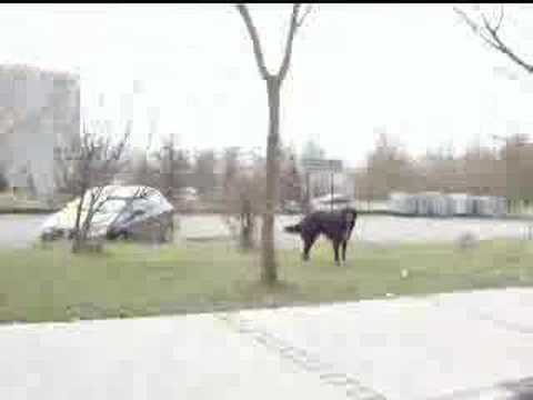 Köpeklere Karşı - İTÜ