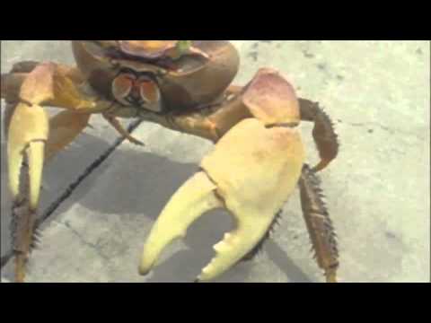 Attack of the Bad Man Crab! - YouTube