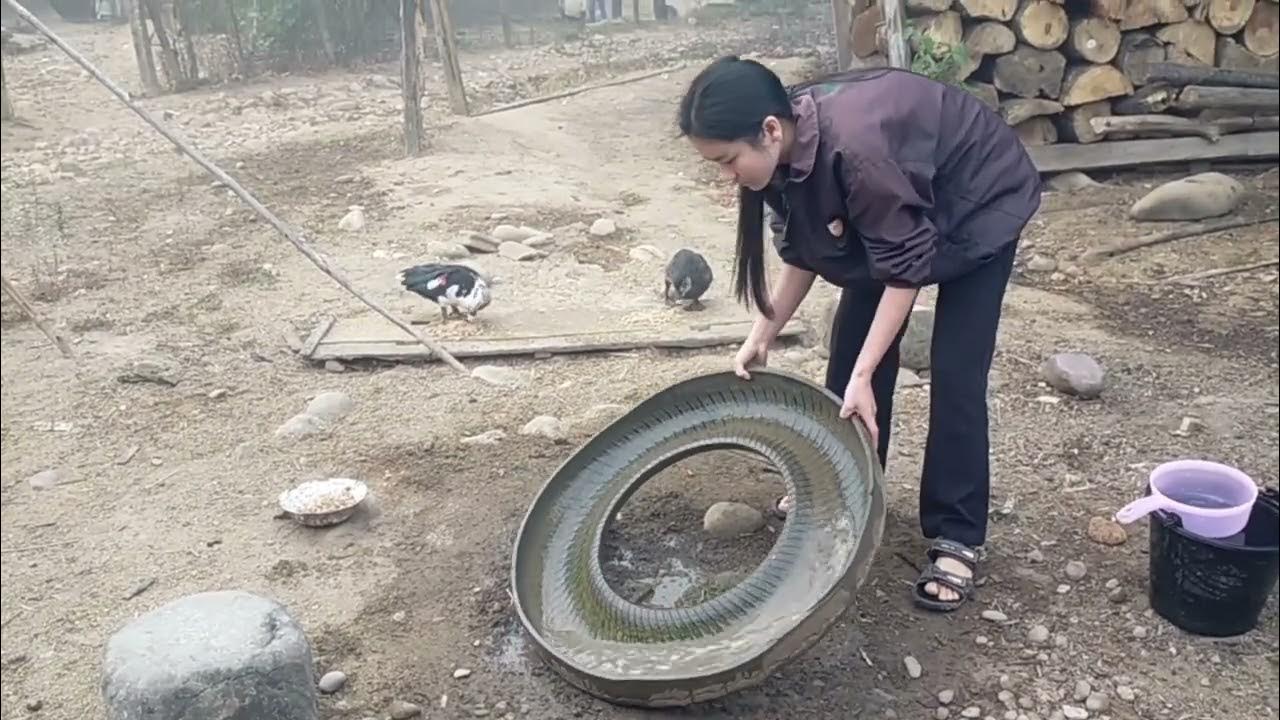 sawv ntxov no2 kawg niam hluas xim do kav tsawb xyaw xua pub qaib pub os🐤 - YouTube