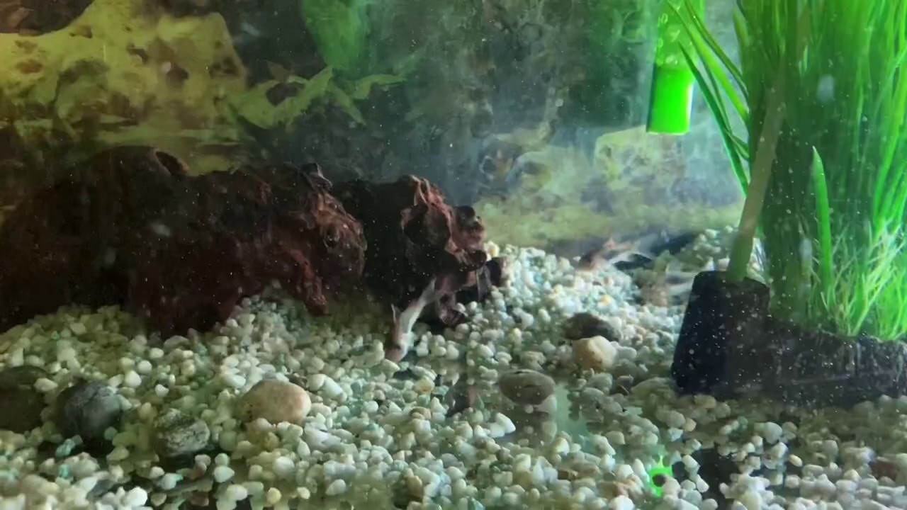Feeding Corydoras fish & Gold fish with tablets food - YouTube