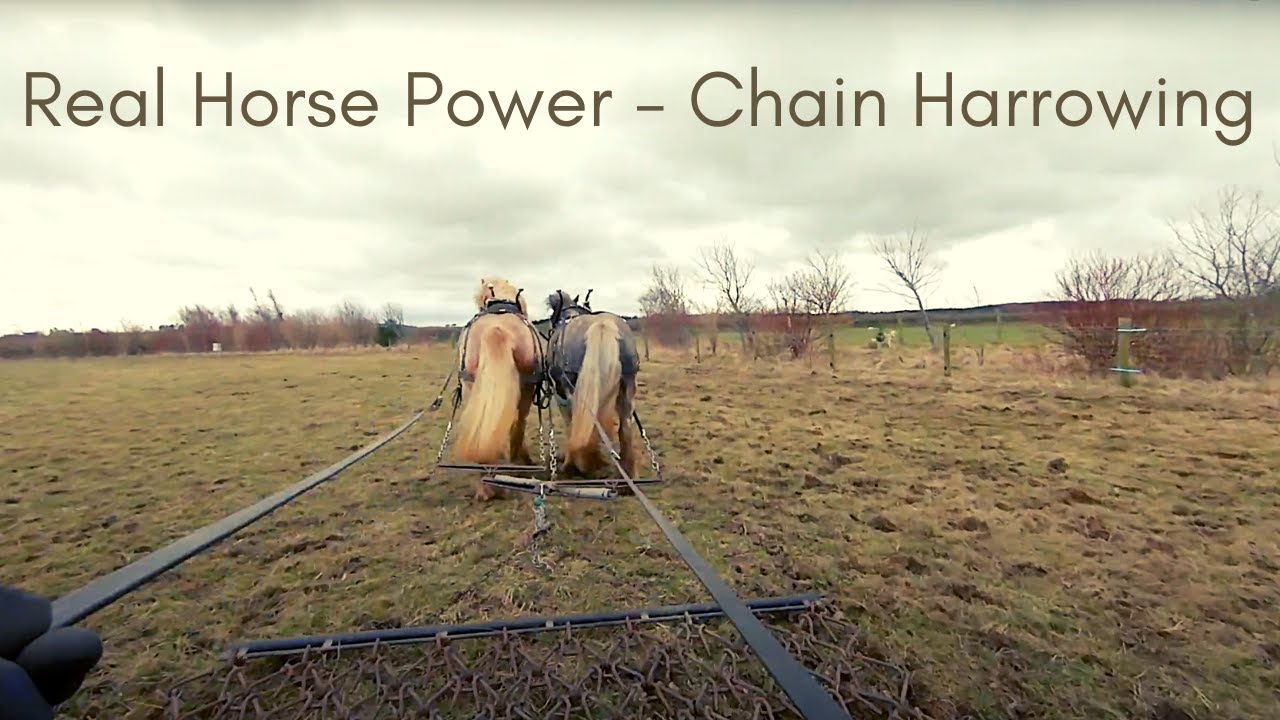 Working Draught (Draft) Horses Chain Harrowing - YouTube