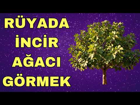 Rüyada İncir Ağacı Görmek Ne Anlama Gelir? Rüya Tabirleri
