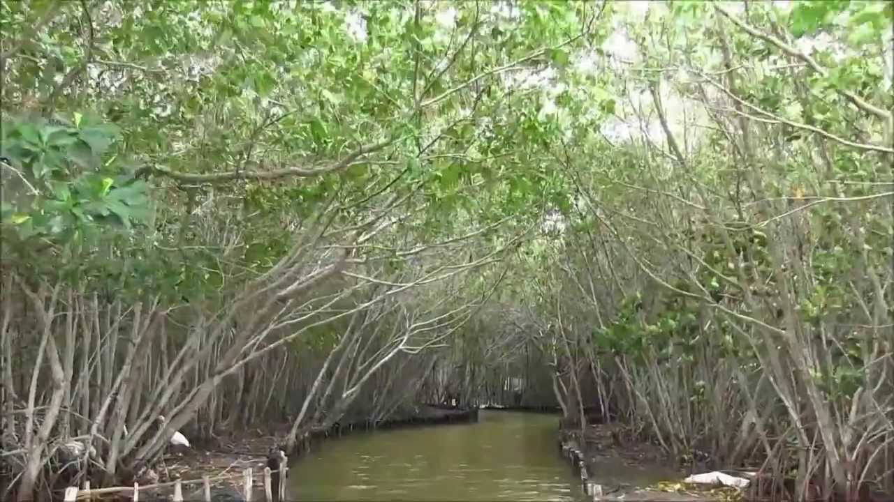 EL CORCHITO Reserva ecológica Progreso Yucatan - YouTube