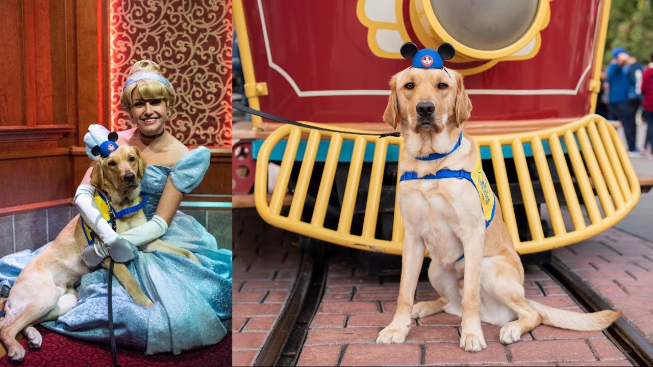 Watch Service Dog Fall In Love with Cinderella at Disneyland - YouTube