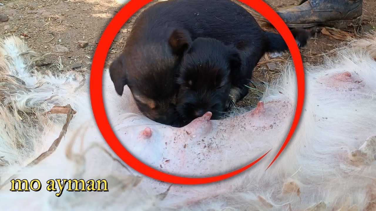 Hungry puppies that suckle #mo_ayman #puppies #animals #dogs - YouTube