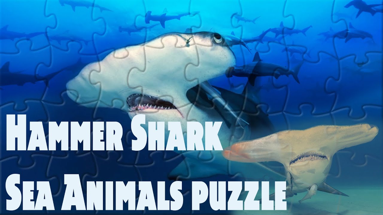 Hammer Shark - Hammer Shak puzzle - Shark puzzles - Sea animals puzzle ...