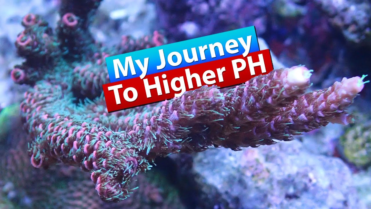 My Journey to Raising PH in my Saltwater Reef Tank Aquarium - YouTube