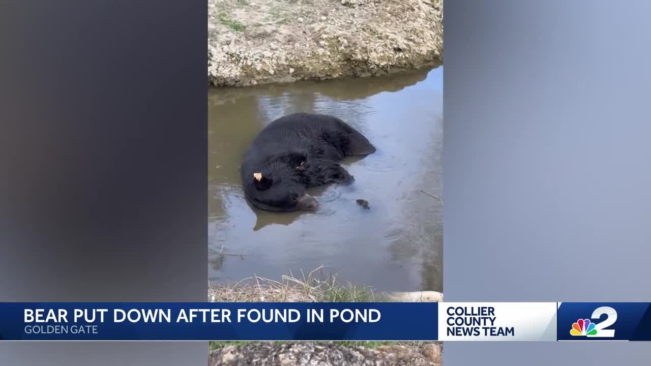 Bear euthanized after being found severely injured in Collier County ...