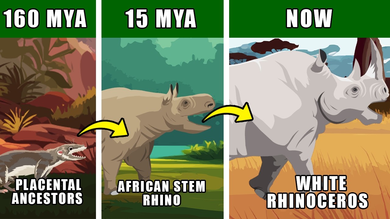 White Rhinoceros Origin Evolution: Who Were White Rhinoceros Ancestors ...