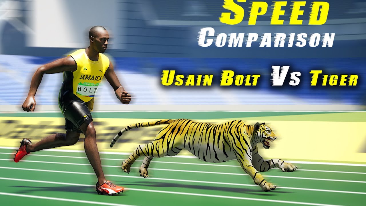 Speed Comparison: Fastest Man vs Tiger - YouTube