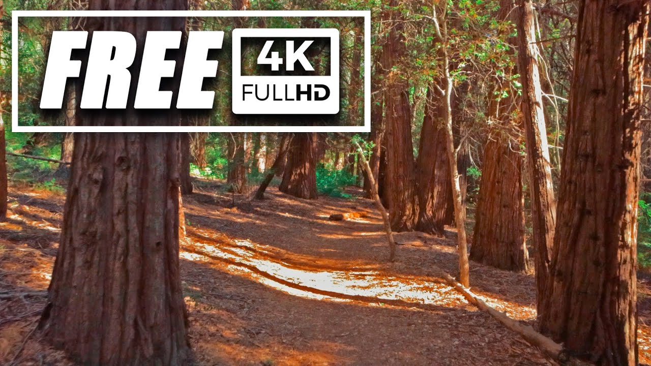 Virtual Forest Walk 4K With High Quality Sound - YouTube
