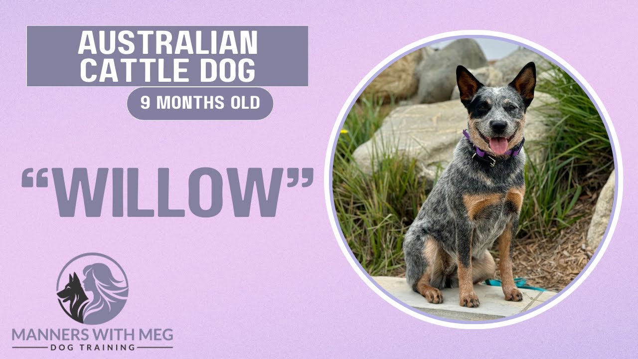 Australian Cattle Dog / Dog Training / Obedience - YouTube