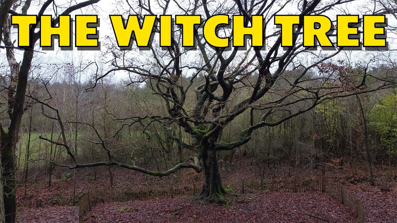 Witch tree Bladel | The Netherlands - YouTube