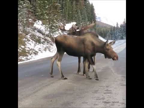 Moose Mating Ritual Blocks Up Road in Canadian Rockies - YouTube
