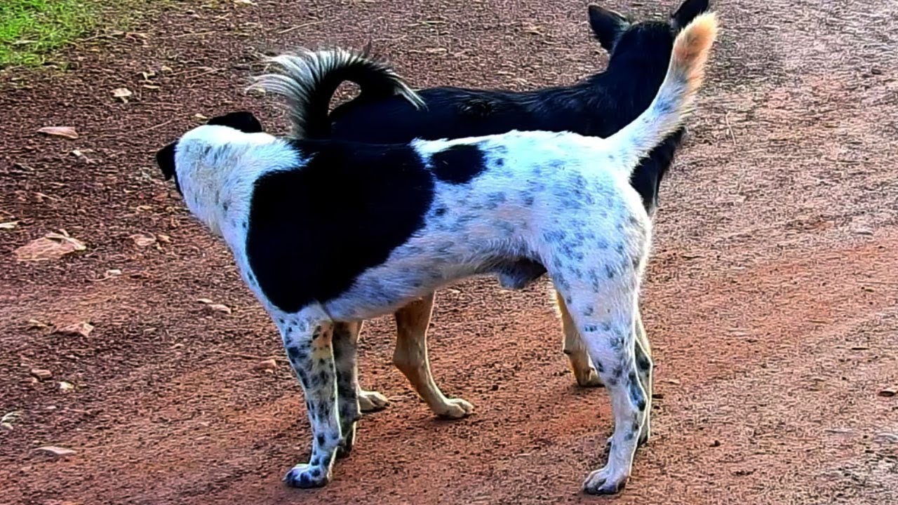 Happy life sweet dodo try to kiss chear love chear very much - YouTube