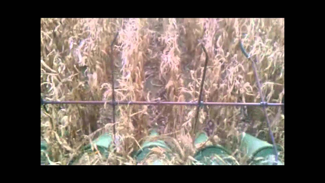 Popcorn Harvest Home farm 2011.wmv - YouTube