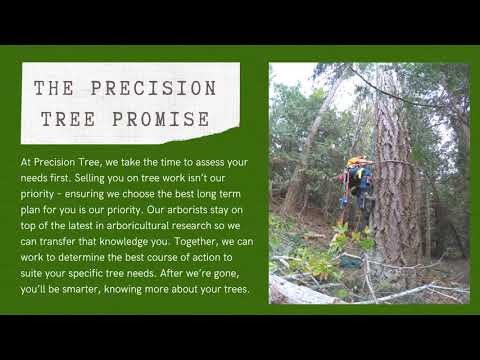 Precision Tree Services - Expert Tree Service - Tree Company - YouTube