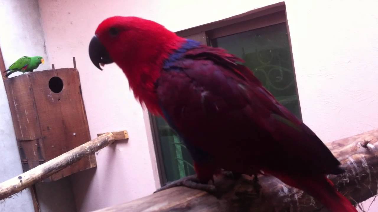 Breeding colony of Electus parrot eating pomegranate - YouTube