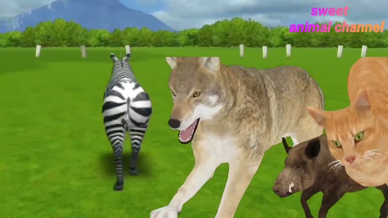 Animal Race Animation Cartoon Videos - YouTube