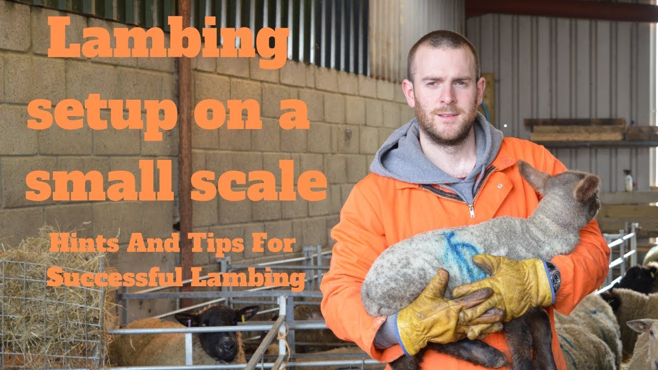 Lambing On A Small Scale Hints And Tips For Successful Lambing. - YouTube