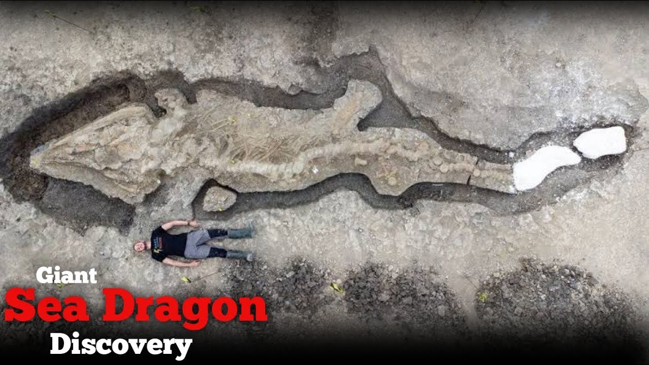Giant 'Sea Dragon' fossil is one of the largest of its kind ...