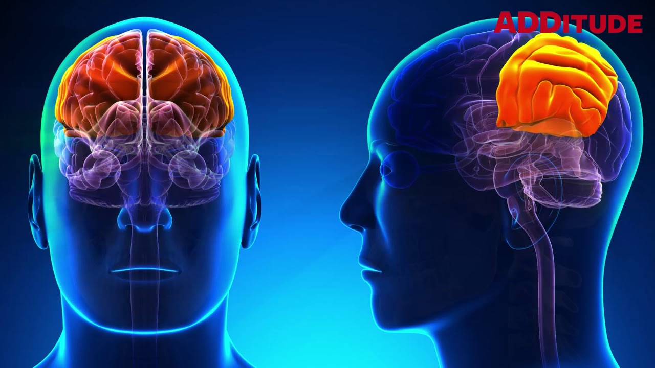 How ADHD Makes You Inattentive The ADD Brain YouTube how-adhd-makes-you-inattentive-the-add-brain-youtube