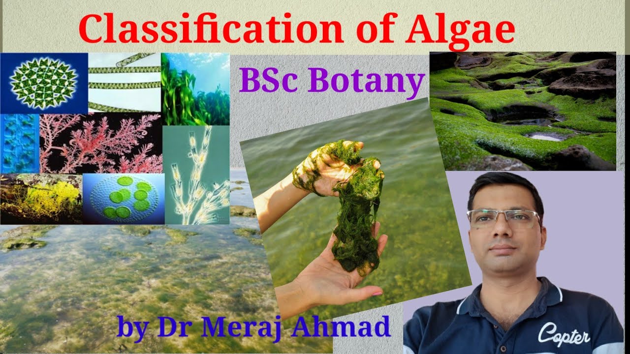 Classification of Algae | BSc Botany | Algae - YouTube
