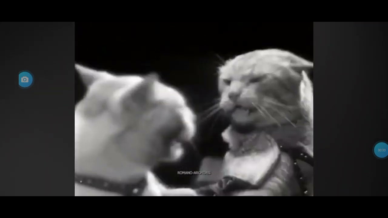 Cats rumble to see who's king of the jungle! - YouTube