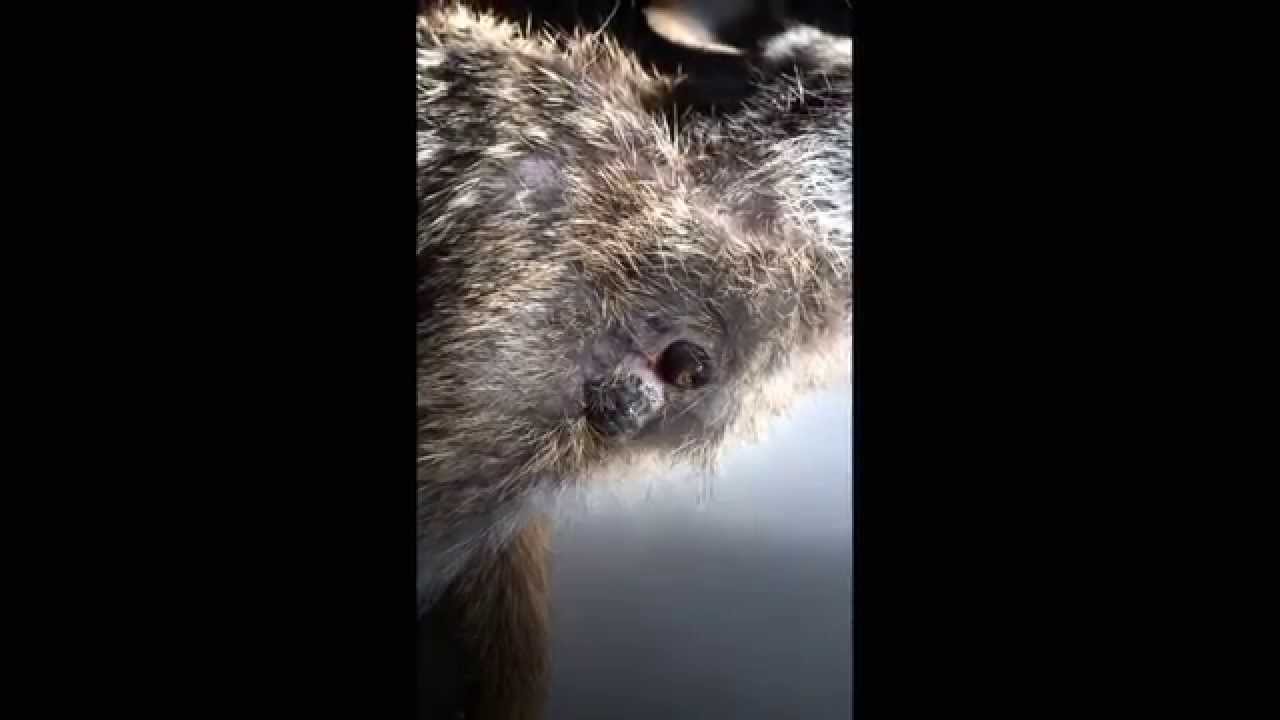 Bot fly larvae on a cottontail rabbit - YouTube
