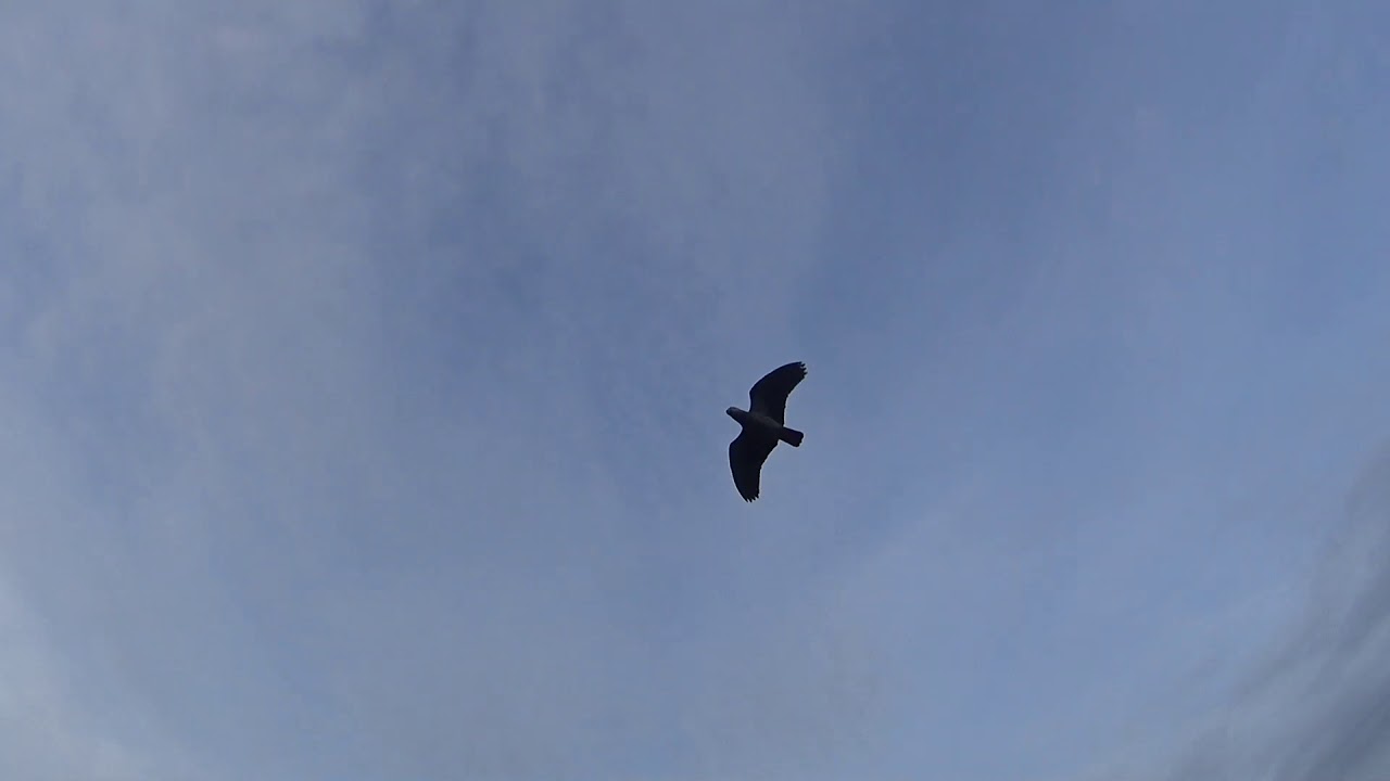 African Grey Parrot Flying at the School Field - YouTube