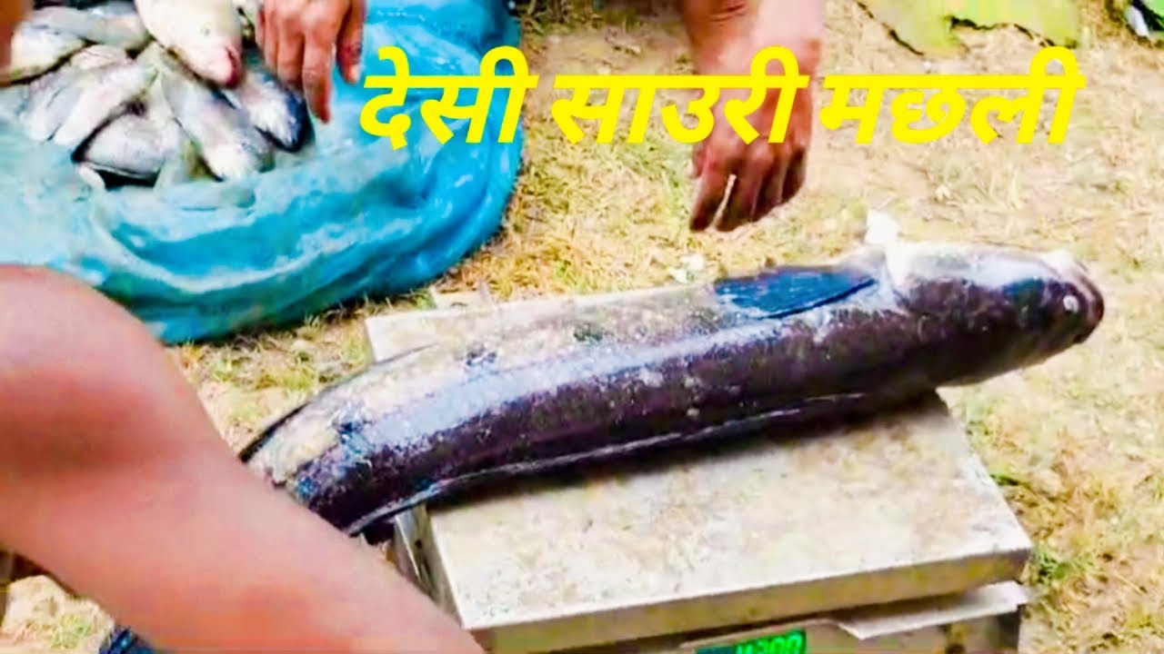 Big Sauri Fish | Desi Snake Head fish | | #fishing | #abhijeetkumaAmazing Fishrvlog - YouTube