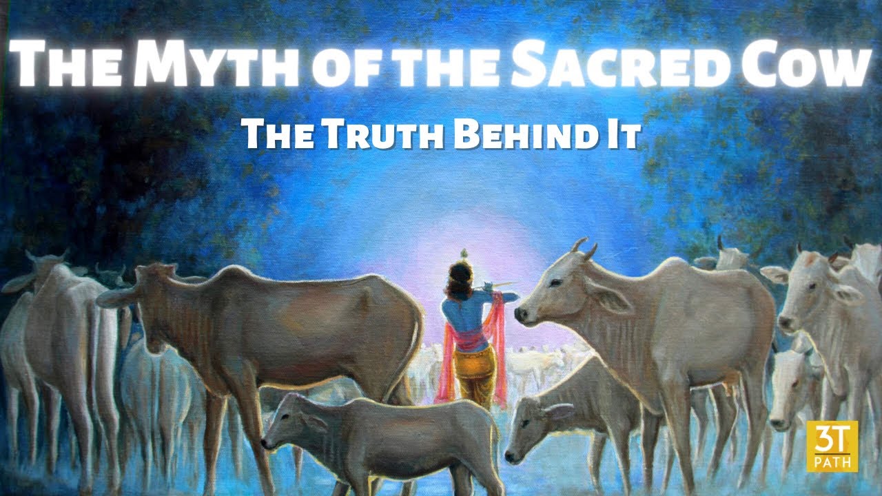 The Myth of the Sacred Cow – The Truth Behind It - YouTube