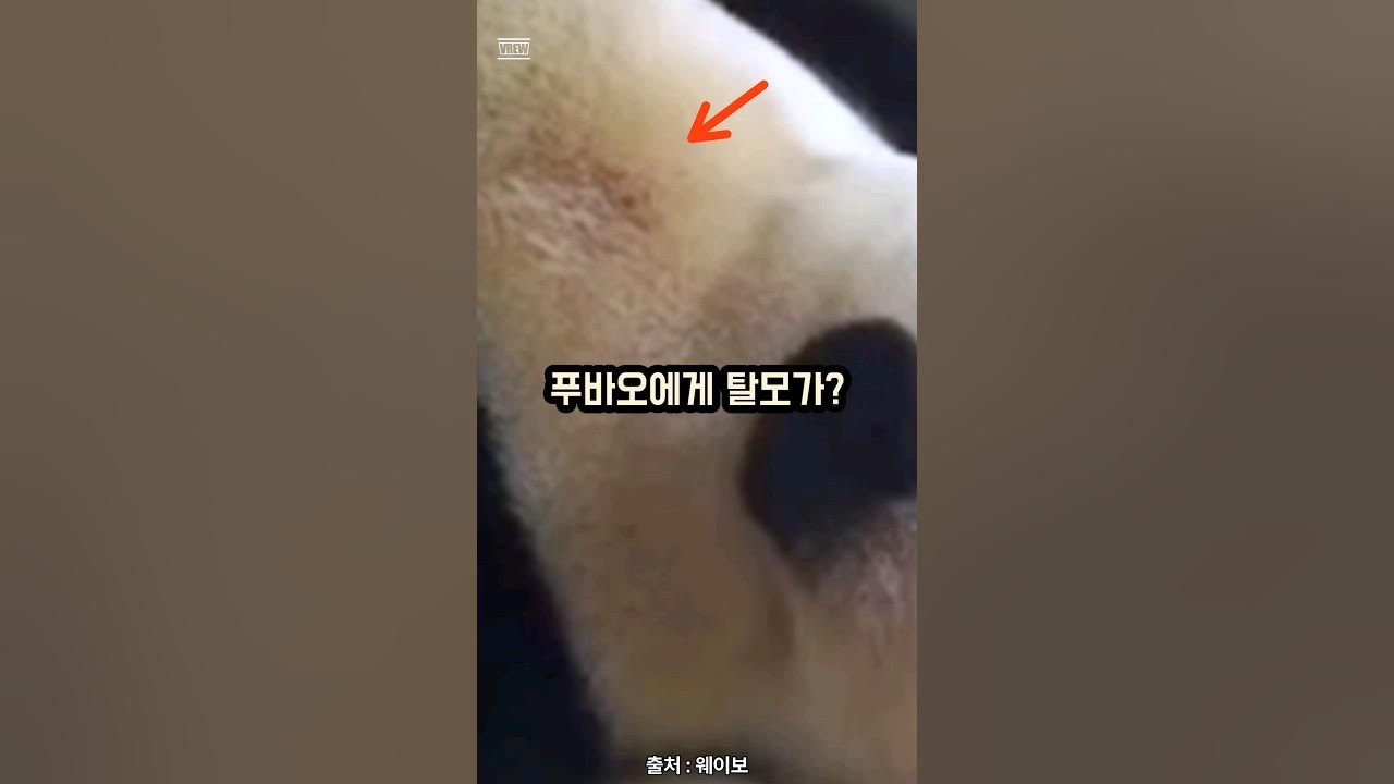 푸바오에게 탈모가🥲 푸바오 푸바오근황 Youtube