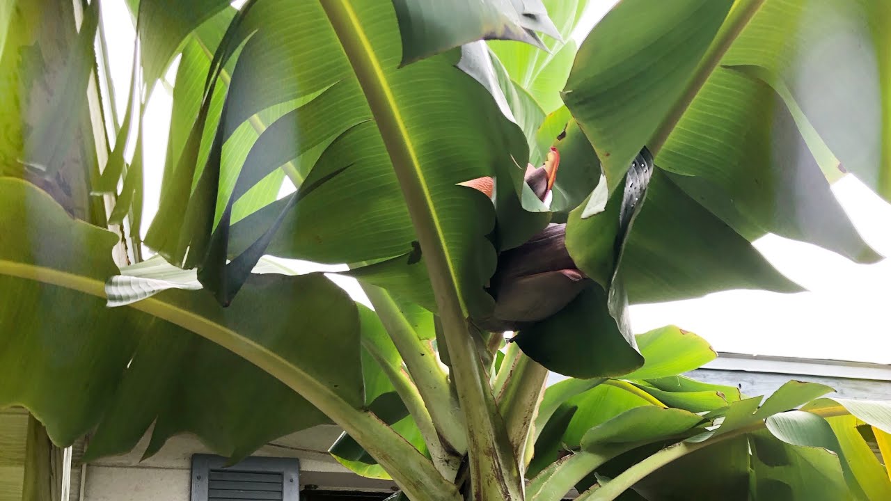 Dwarf Banana Plant | Flowering | Staking + - YouTube