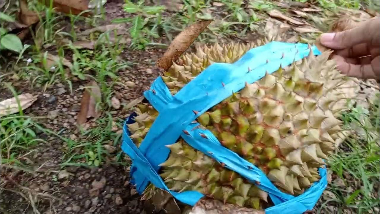 Panen Durian Buah Perdana Sisa Hujan, buahnya cuma 2 biji😁 - YouTube