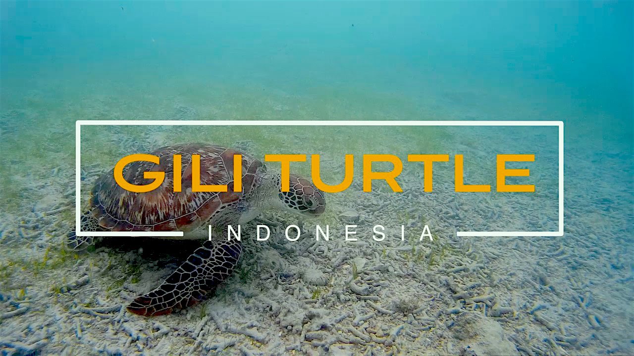 Gili Trawangan (Indonesia) turtle - YouTube