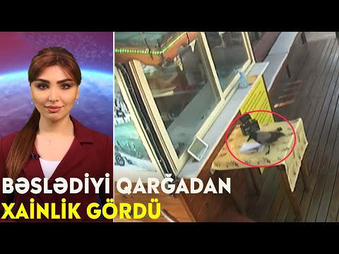 Bəslədiyi qarğadan xainlik gördü  - Maraqlı Anlar - BAKU TV