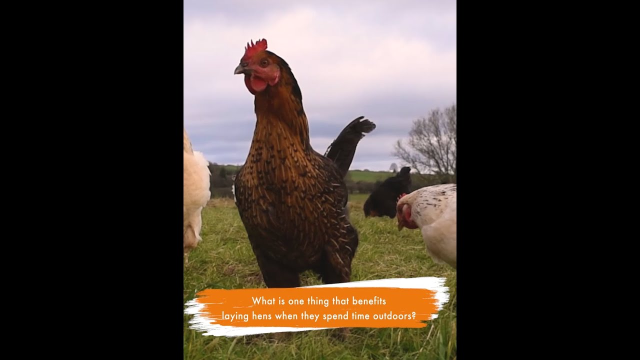 Chickens in a regenerative farming system - YouTube