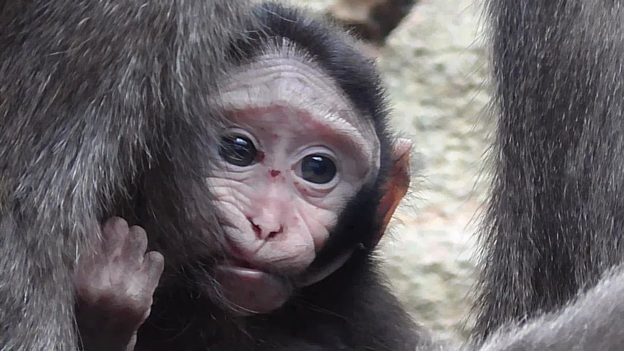 Adorable Newborn Baby Macaque Suckling - YouTube